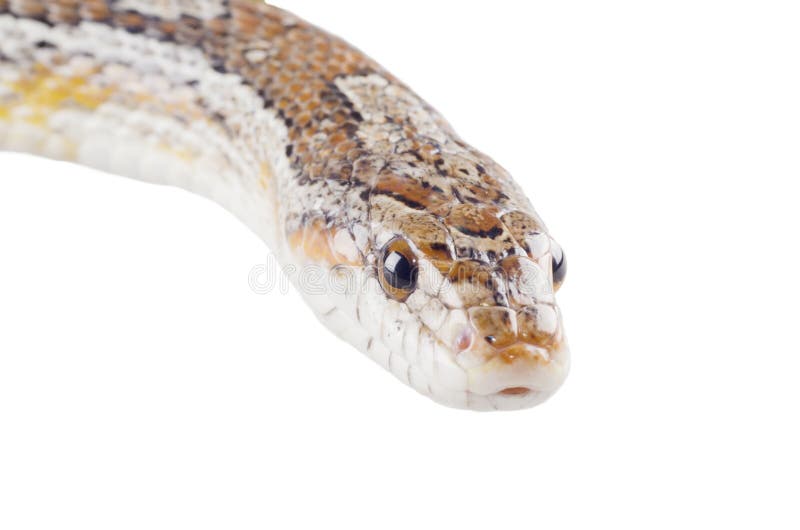 Slangenogen stock afbeelding. Image of slang, roofdier - 366811