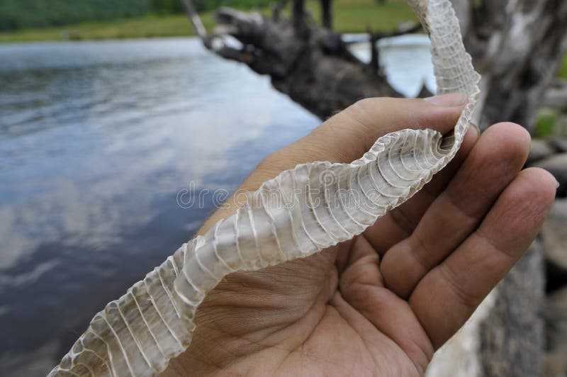 De Slang Verandert Oude Huid Stock Foto - Image of droog, leven: 31907958