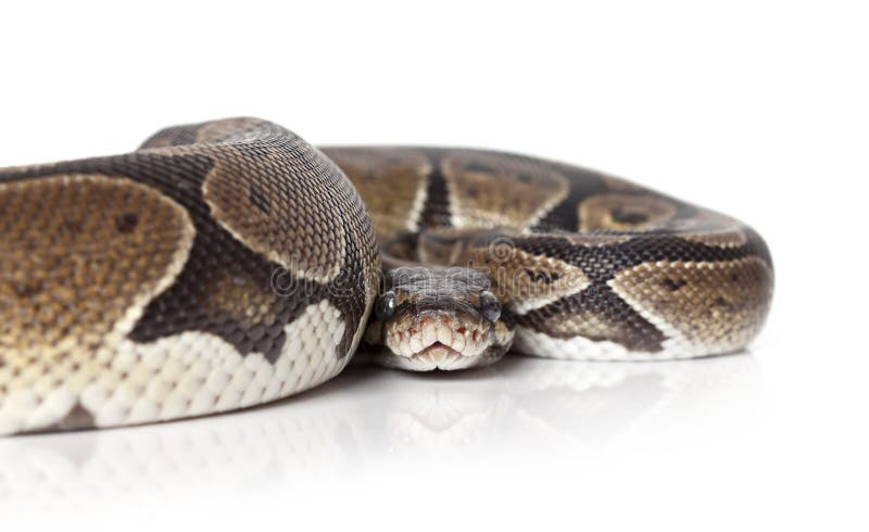 De Slang Die Van De Python Vertakte Tongclose-up Tonen Stock Afbeelding ...