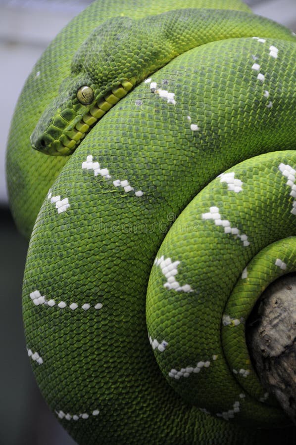 De Smaragdgroene Boa Van De Boom Stock Afbeelding - Image of wildernis ...