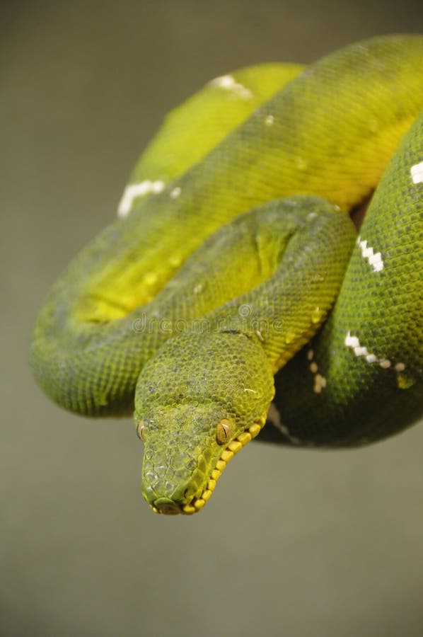 De Smaragdgroene Boa Van De Boom Stock Afbeelding - Image of wildernis ...