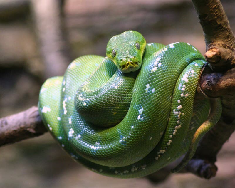 De Smaragdgroene Boa Van De Boom Die Op Een Tak Wordt Verpakt Stock ...