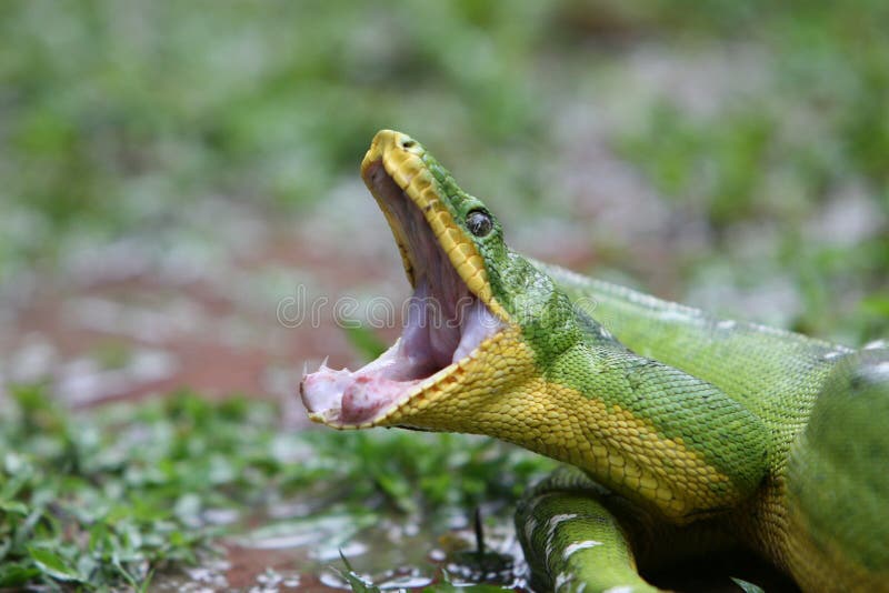 Smaragdgroene boomboa stock afbeelding. Image of boom - 27244315