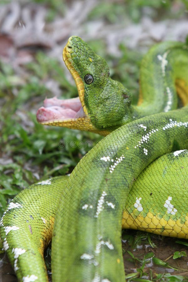 Smaragdgroene boomboa stock afbeelding. Image of boom - 27244315