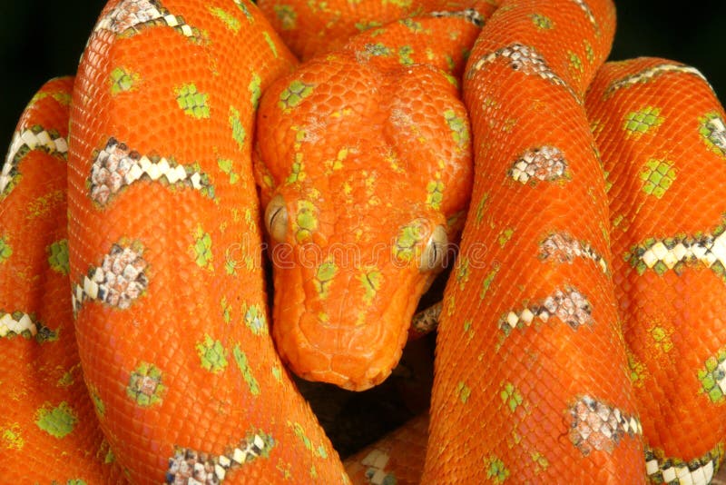 Smaragdgroene boomboa stock foto. Image of groen, tong - 4272028