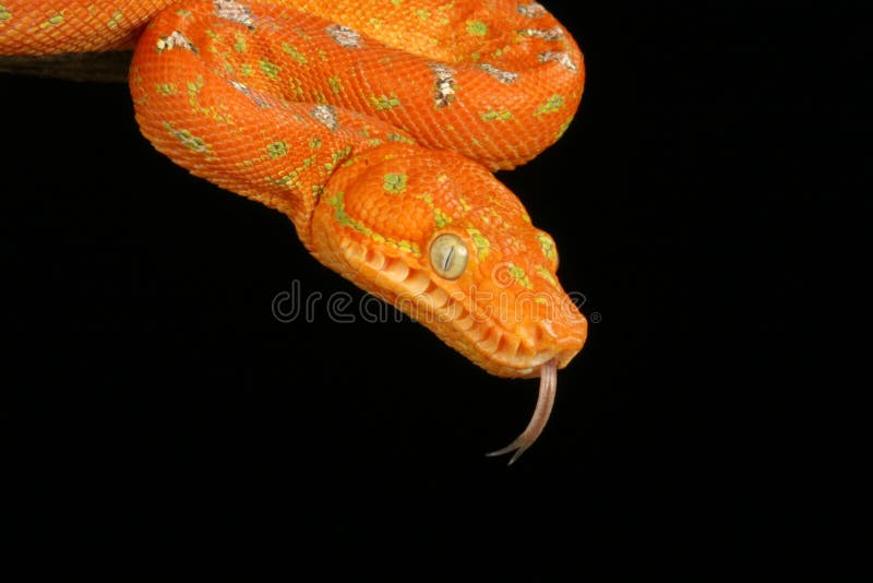 Smaragdgroene boomboa stock foto. Image of groen, tong - 4272028