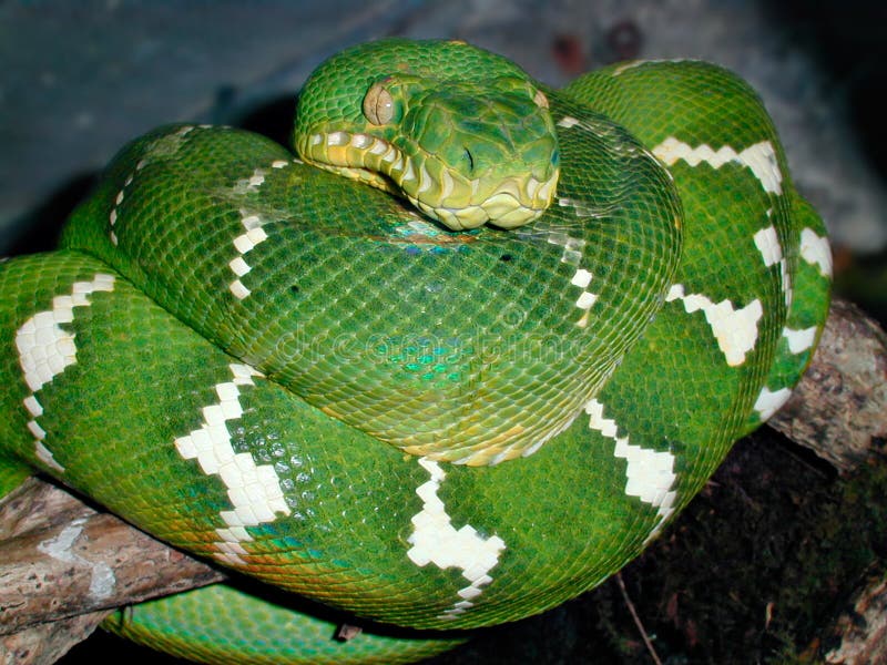 De Smaragdgroene Boa Van De Boom Stock Afbeelding - Image of reptiel ...