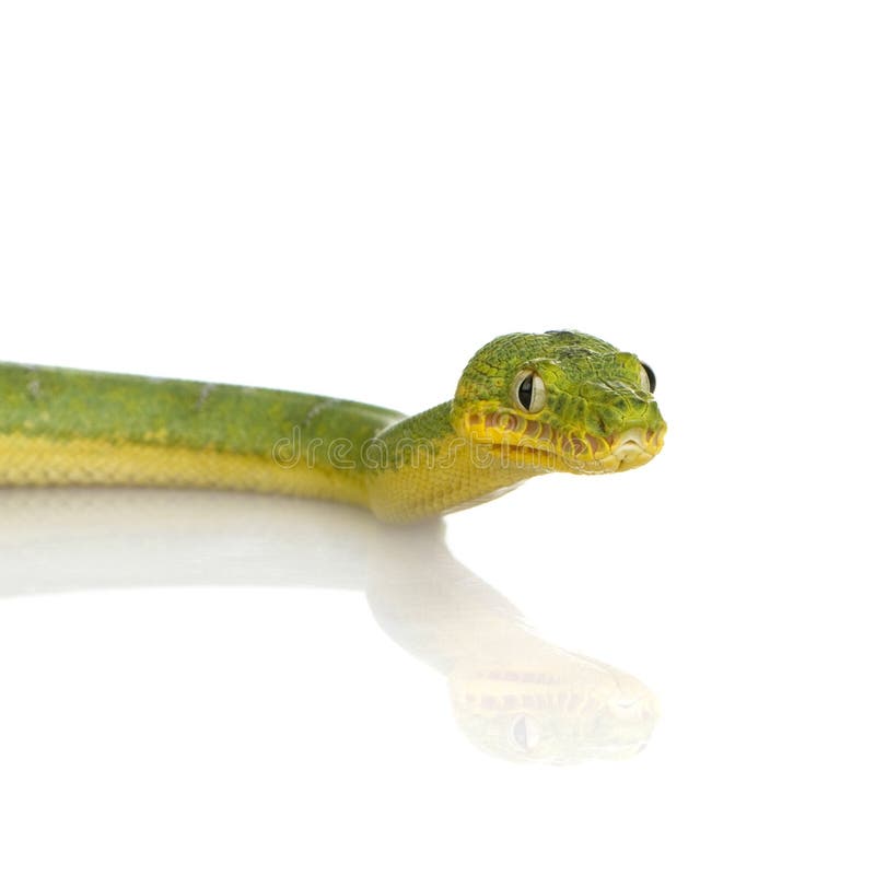 Smaragdgroene Boomboa - Corallus Caninus Stock Foto - Image of smaragd ...