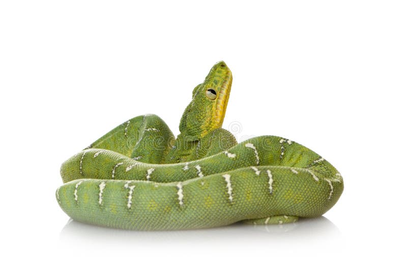 Smaragdgroene Boomboa - Corallus Caninus Stock Foto - Image of smaragd ...