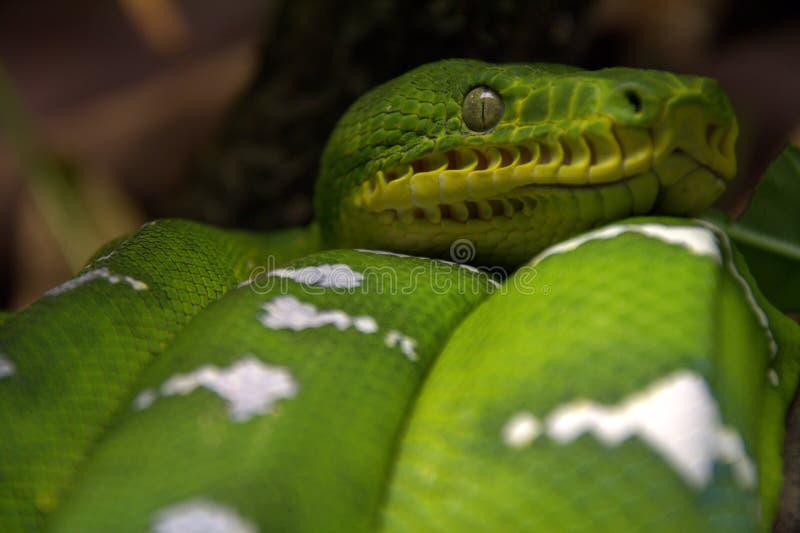 De Smaragdgroene Slang Van De Boomboa Stock Foto - Image of schepsel ...
