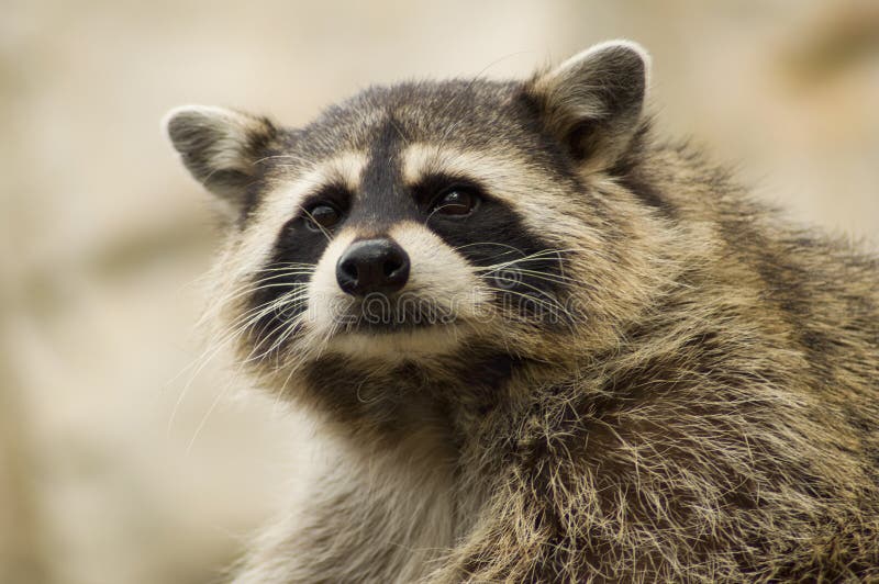 De Wasbeer Van De Baby Van De Lente Stock Afbeelding - Image of bruin ...