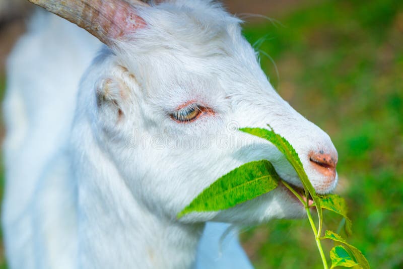 Snuit van een wit paard stock foto. Image of beeld, familie - 44276766