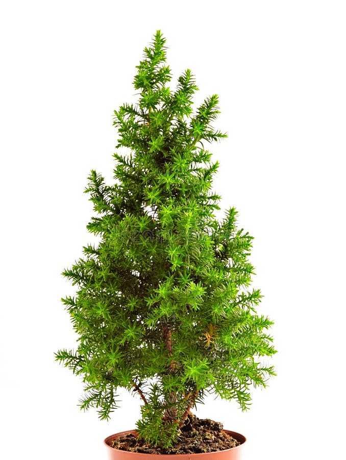 De spar van Smal stock afbeelding. Image of altijdgroen - 10771767