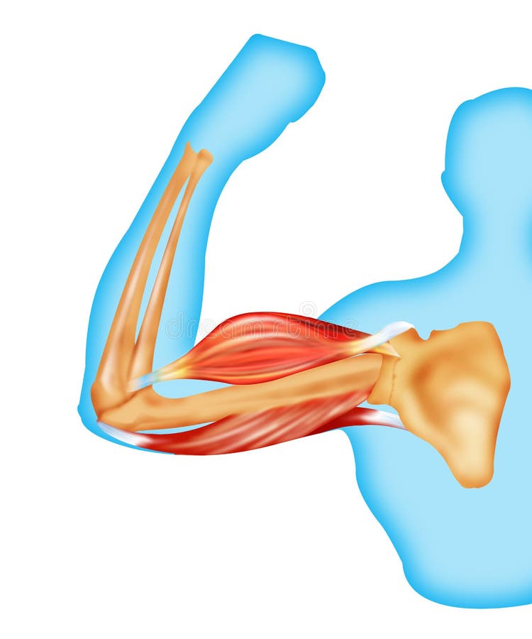 Spierweefsel En Botten Van Het Lichaam Stock Illustratie - Illustration ...