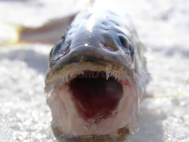 De Spiering van vissen stock afbeelding. Image of dieren - 16919643
