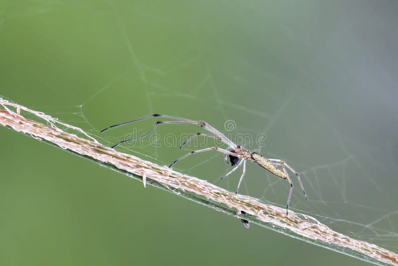 Fiddlebackspin, Vioolspin Of Bruine Reclusa Van Loxosceles Van De ...