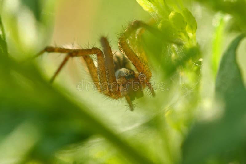 De Spin Van De Wever Van Het Web Van De Trechter Stock Foto - Image of ...