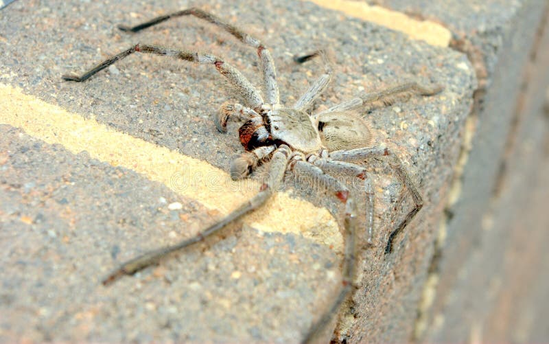 De spin van Huntsman stock afbeelding. Image of arachnofobie - 22806923
