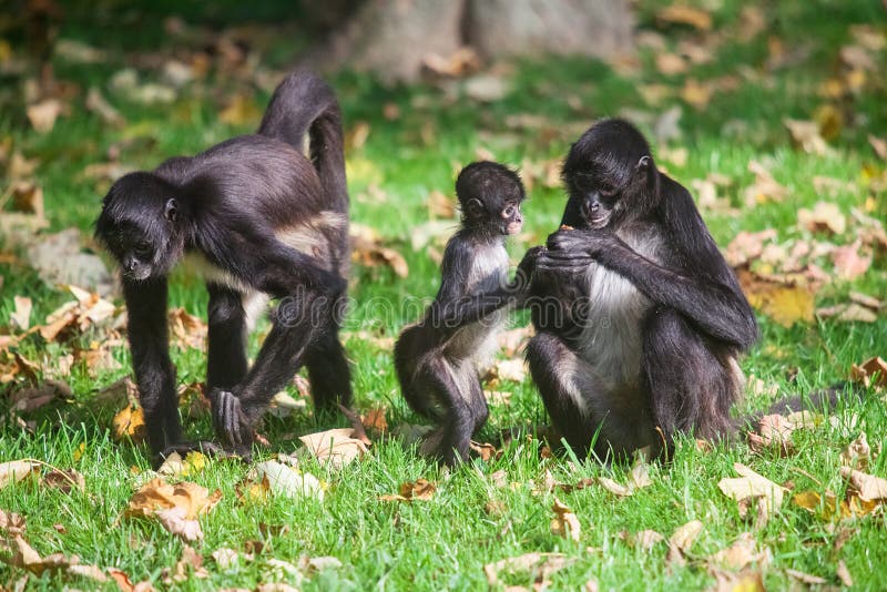 De Spinaap Van Geoffroy Atelesgeoffroyi Stock Foto - Image of centraal ...