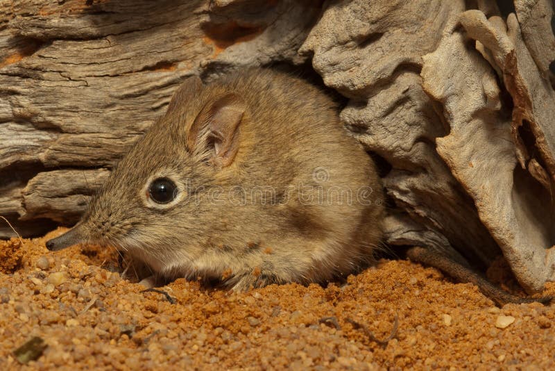 De Spitsmuis Van De Olifant Stock Foto - Image of kreupel, olifant ...