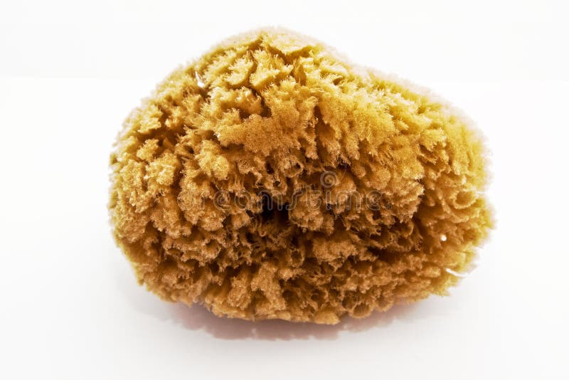 Natuurlijke badspons stock foto. Image of grooming, huid - 22514298
