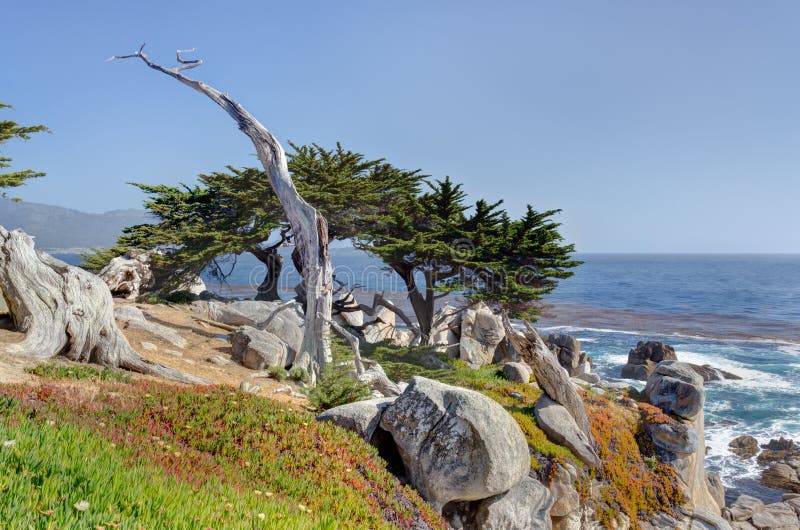 De Spookboom Bij 17 Mijlaandrijving Stock Foto - Image of bosje, boom ...