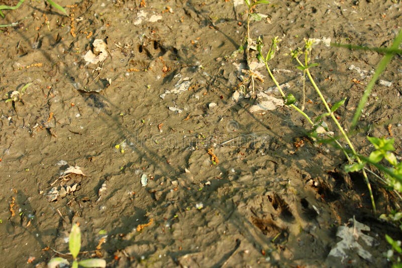 Sporen Van Marter Op Witte Sneeuw in Het Bos Stock Foto - Image of ...