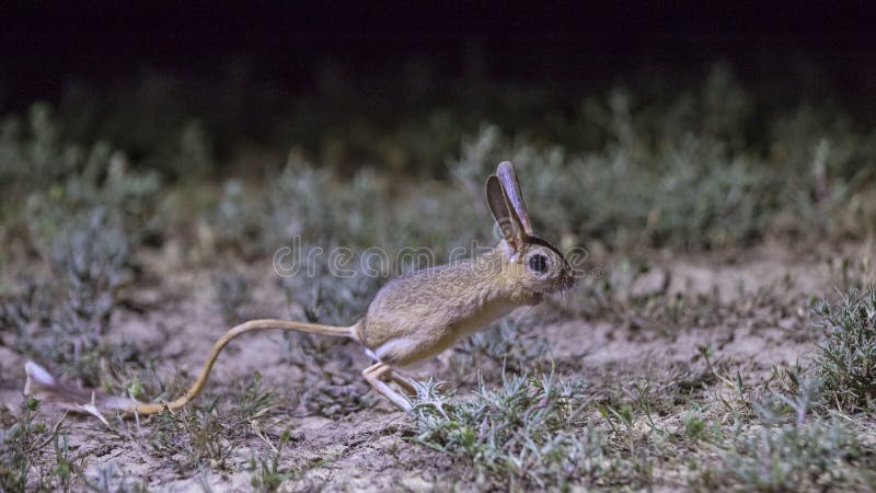 Springmuis stock afbeelding. Image of dier, snor, kazachstan - 23357697