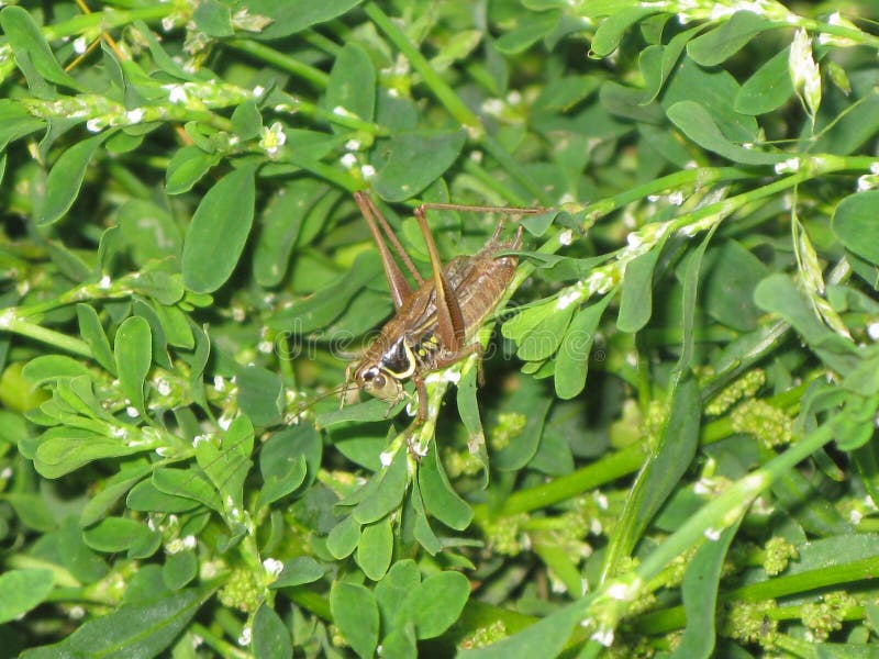 Sprinkhaan die gras eet stock afbeelding. Afbeelding bestaande uit gras ...