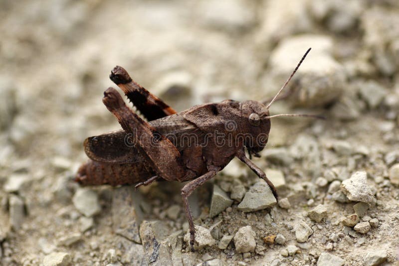 De Sprinkhaan Van De Woestijn, Detail Stock Foto - Image of vultrechter ...