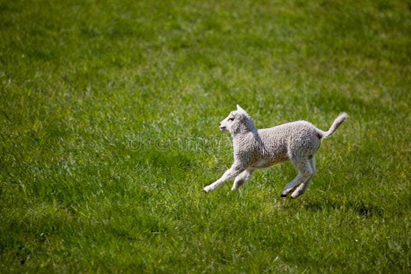 De Sprong van het lam stock foto. Image of opgewekt, landbouwbedrijf ...