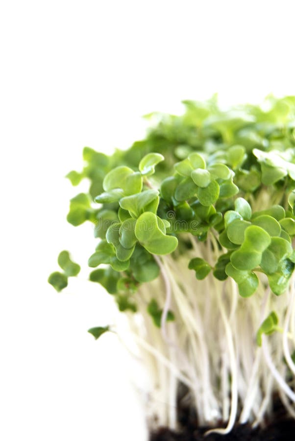 Broccoli Spruit-Brassica Oleracea Stock Foto - Image of gezondheid ...