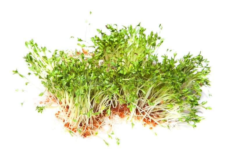 De Spruiten Van De Tuinkers Stock Foto - Image of sluit, spruiten: 21695604