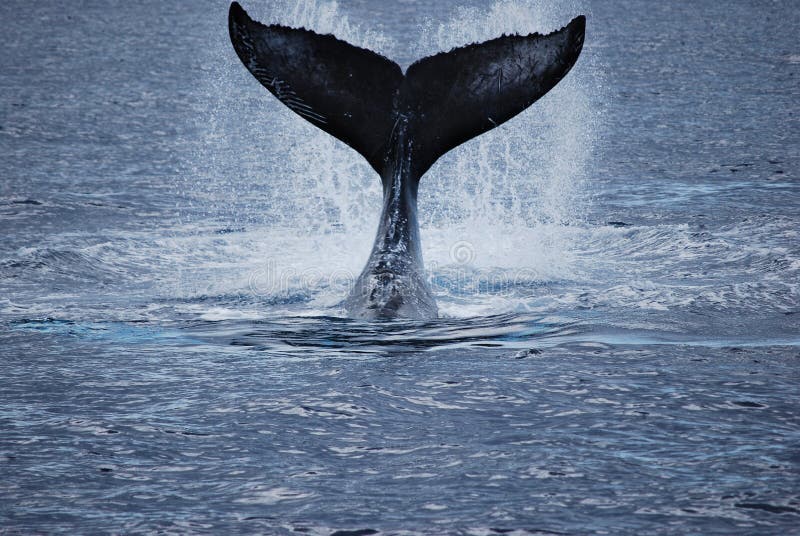 De Staart van de walvis stock afbeelding. Image of walvisachtige - 12562653