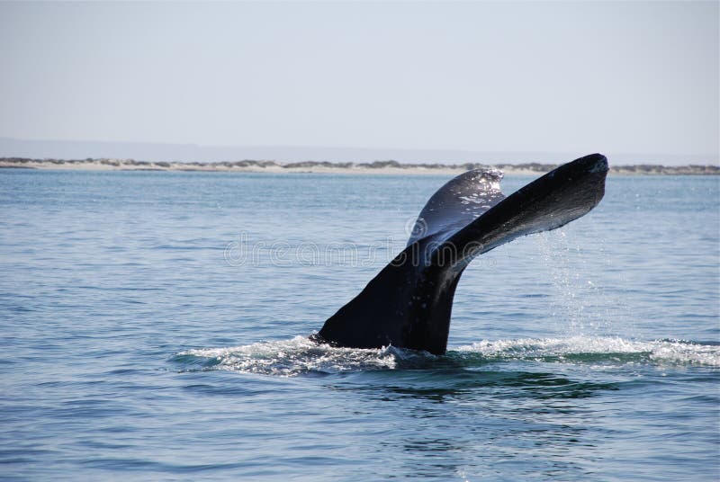 De Staart Van De Walvis Foto. Afbeelding: 5674296