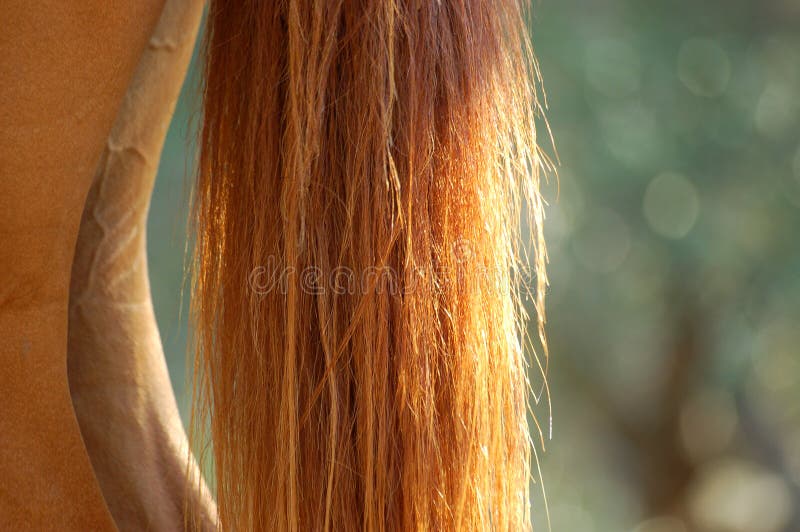 De staart van een paard. stock afbeelding. Image of eind - 1240735