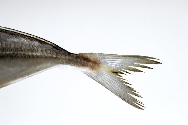 De staart van vissen stock afbeelding. Image of staart - 13774591
