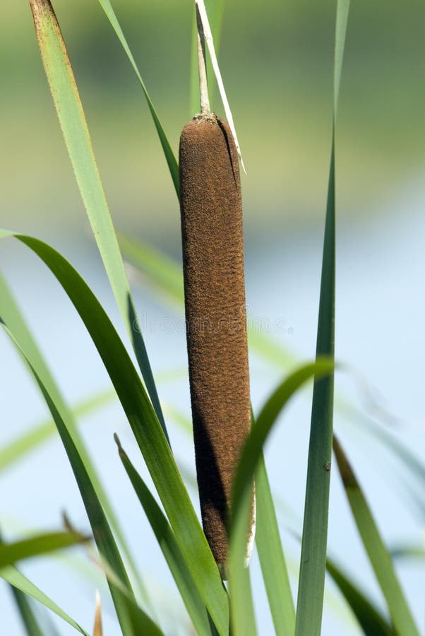 Kattenstaarten stock foto. Image of staart, nave, water - 5549816
