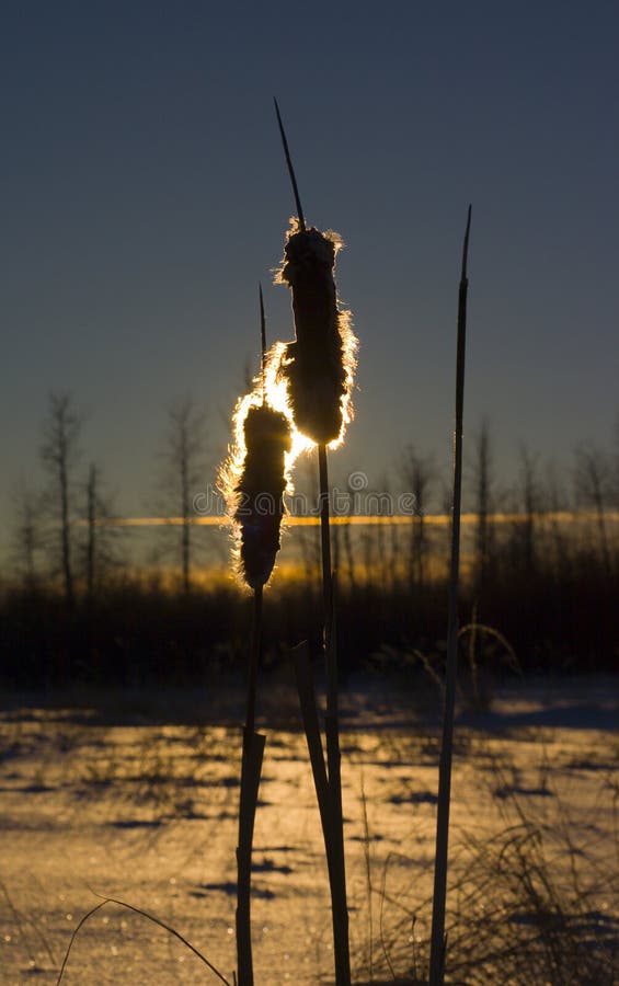 Kattenstaarten in de zon stock afbeelding. Image of koude - 1257879