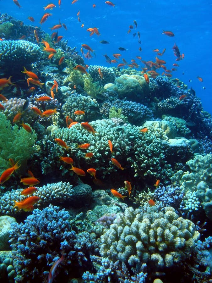 De Stad van de goudvis stock foto. Image of oceaan, zwem - 3441986