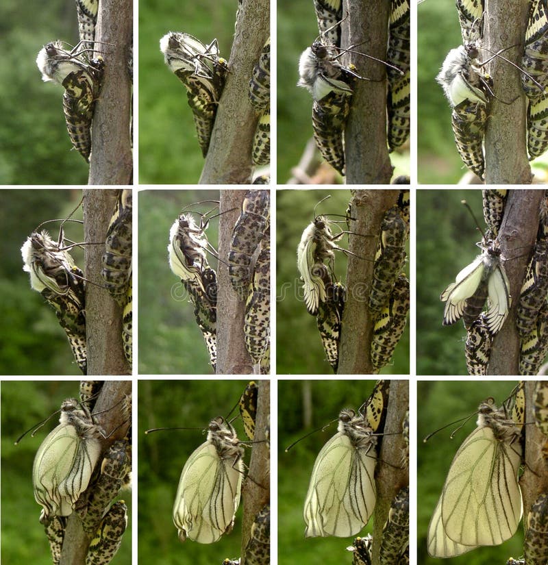 Evolutiefasen Van De Vlinder Stock Afbeelding - Image of cyclus, zomer ...