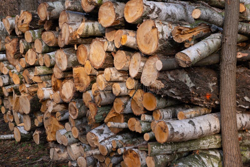 De Stapel Van Gesneden Boomstammen Stock Afbeelding - Image of handel ...