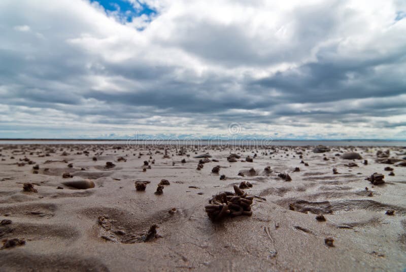 Lugwormworm Gegoten. Ook Bekend Als Sandworm Arenicola Marina. Tekenen ...