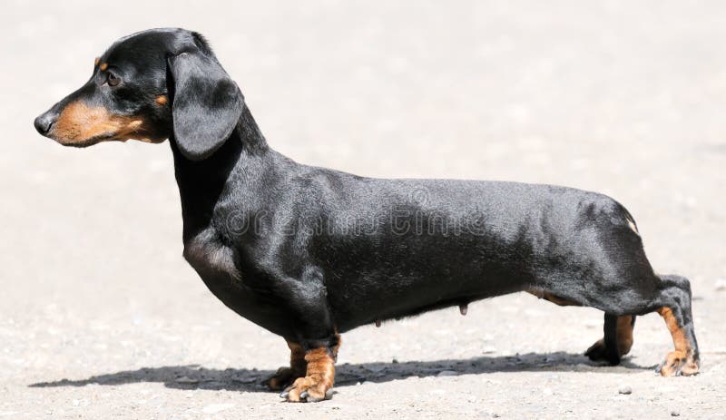 De status van de tekkel stock afbeelding. Image of teckel - 17804657