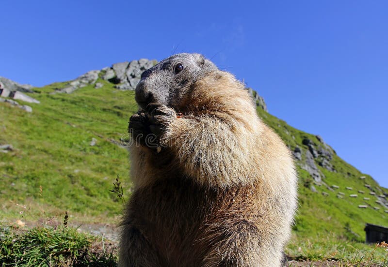 Marmot in Bergen stock afbeelding. Image of marmot, dier - 32269511