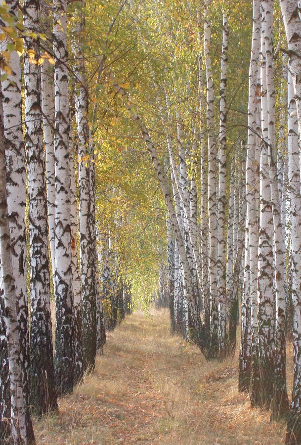 De steeg van de berk stock foto. Image of geel, steeg, mening - 542554