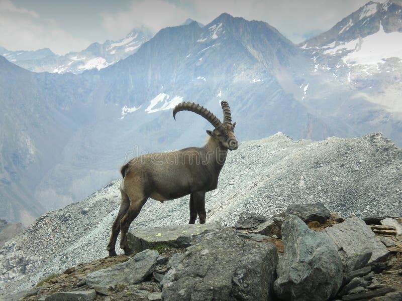 De steenbok stock afbeelding. Image of park, steenbok - 9001383