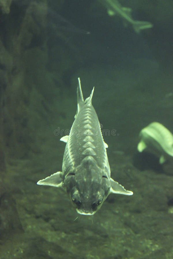 De steur stock afbeelding. Image of vlees, zuiver, visserij - 32578909