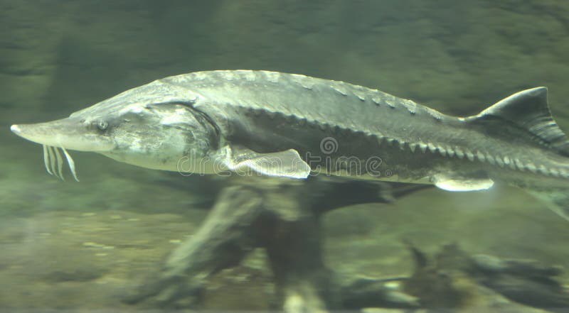 De steur stock afbeelding. Image of vers, schoon, visserij - 32578917