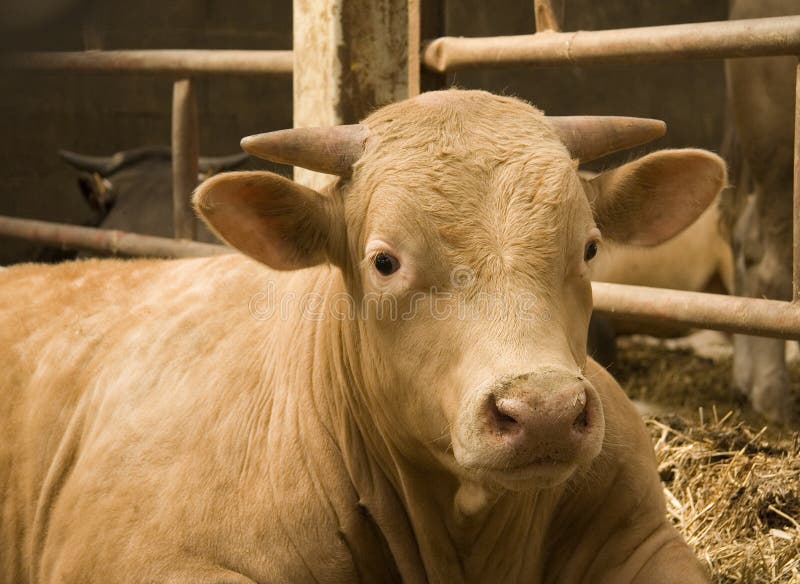 Jonge Simmental Stier Met Gele Oormarkering Stock Foto - Image of ...